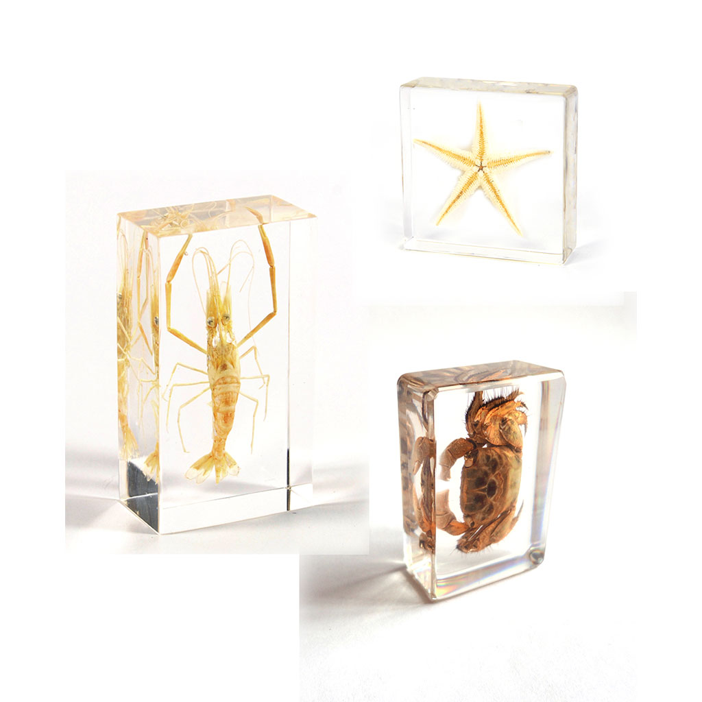 Marine Life - Set of 3